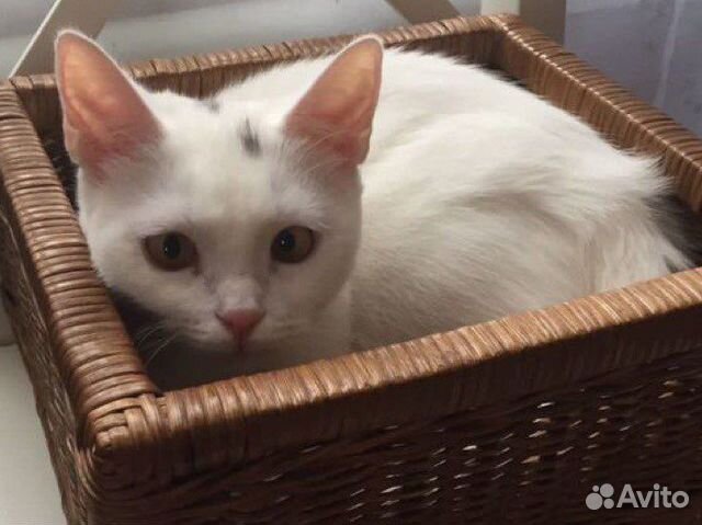 Котенок Гоша ищет дом