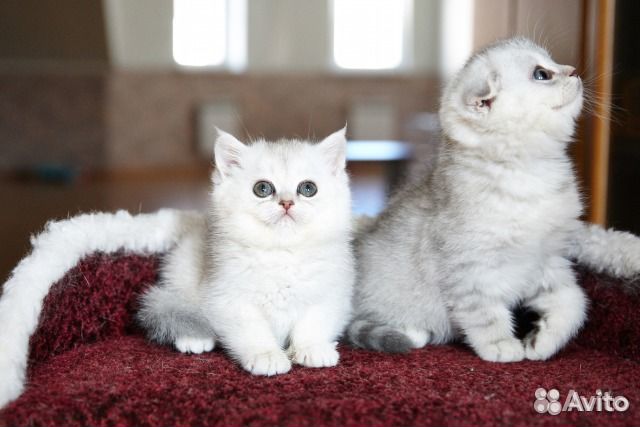 Пятнистые котята