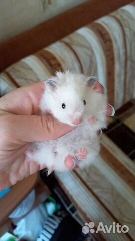 Сирийский хомяк с клеткой