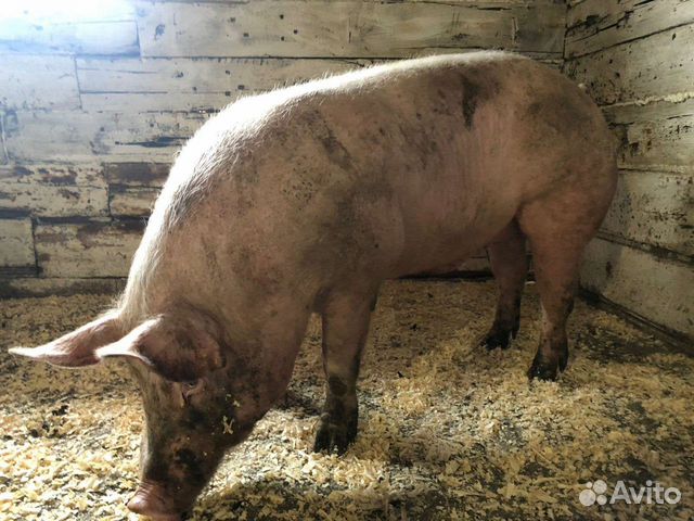 Хряк на племя