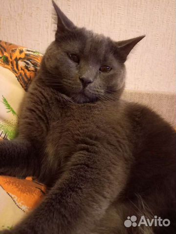 Отдам кота в добрые руки