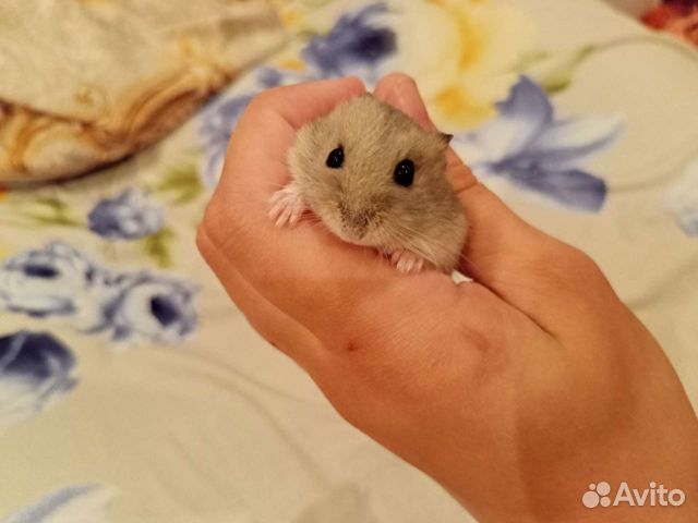 Джунгарский хомяк