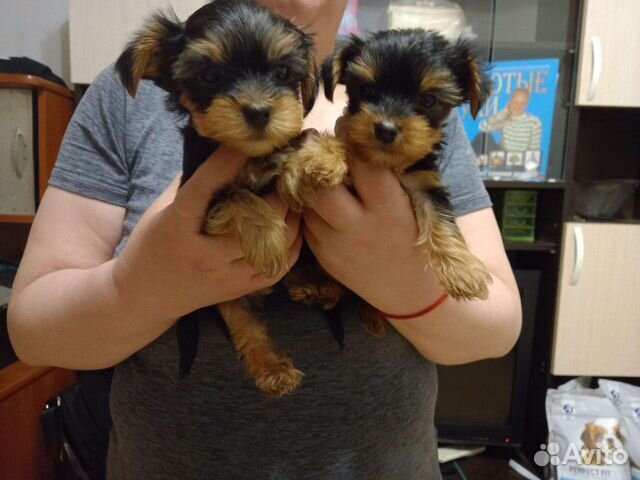 Йоркширский терьер мини беби фейс щенки