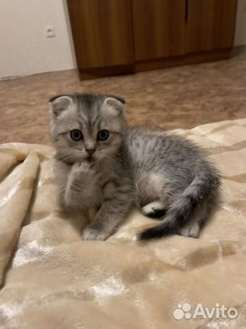 Шотландский вислоухий кот