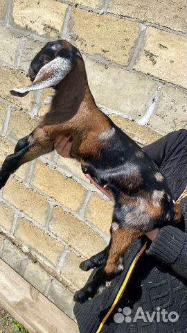 Нубийские козлята