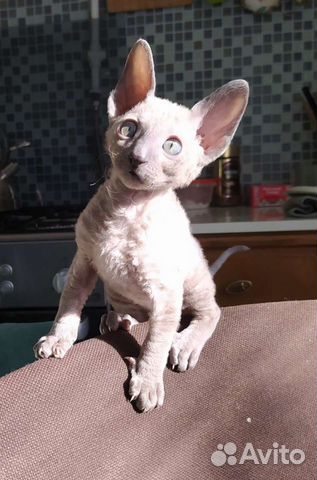 Котенок корниш-рекс
