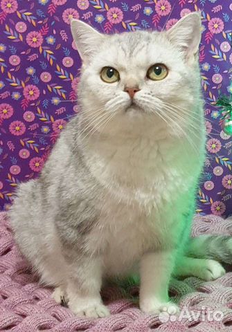 Кошка в добрые ручки