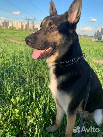 Овчароид Томас ищет Дом