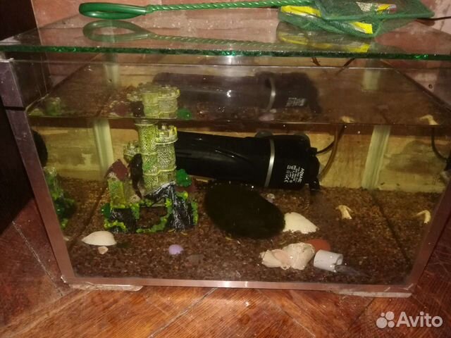 Отдам сомов с аквариумом