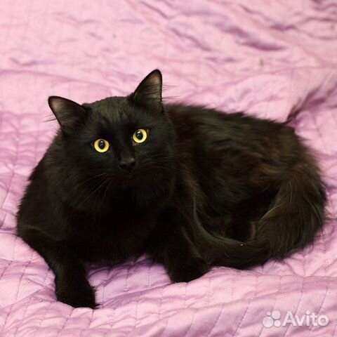 Кот Алекс