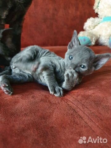 Котята корниш рекс