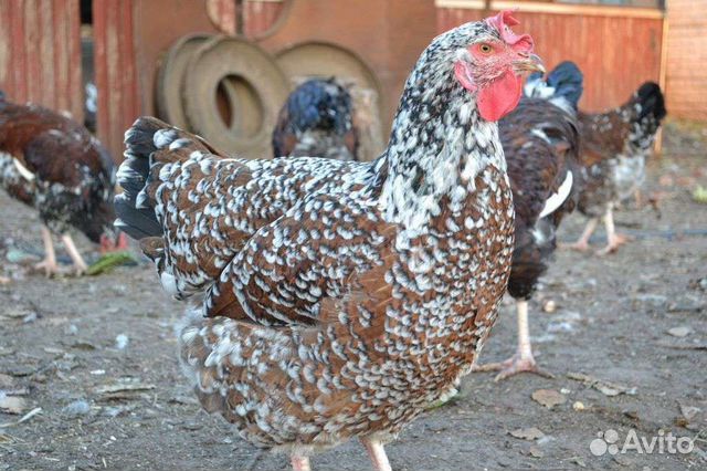 Ливенская ситцевая, билефельдер, доминант