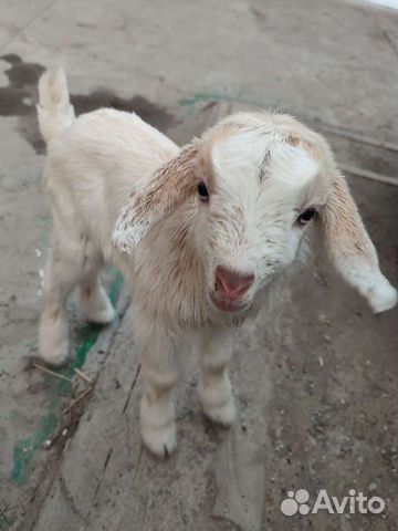 Заано нубийские козочки от 5-6 литровой козы