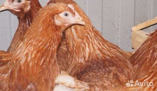 Куры молодки несушки