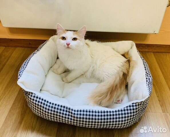 Ласковый котик-пушистик ищет хозяев