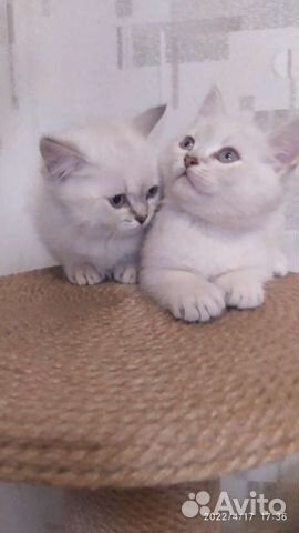 Серебристая шиншилла