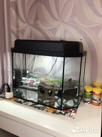 Черепаха красноухая с аквариумом