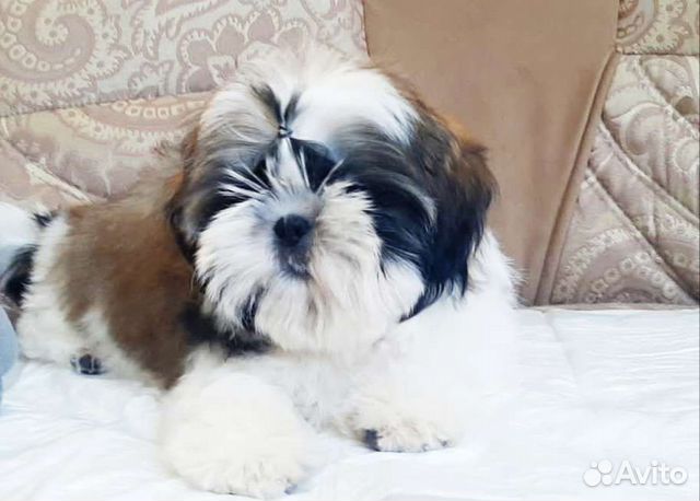 Щенки ши-тцу