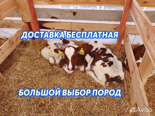 Телята бычки телочки с доставкой