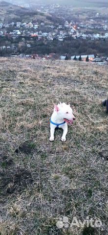 Ищем жениха