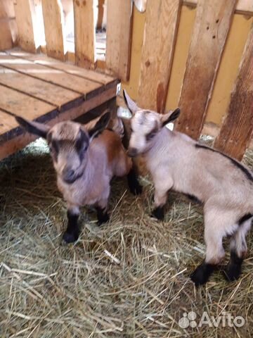 Альпийские козлята