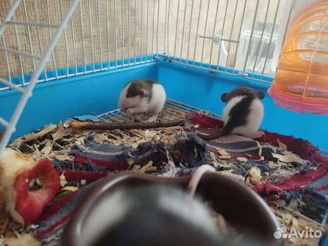 Крыса дамбо