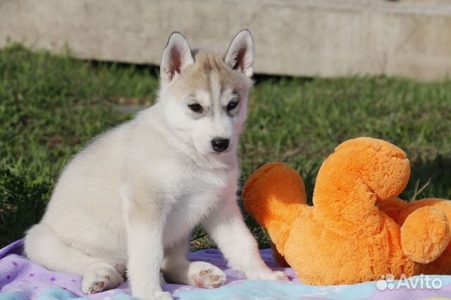 Малышы Сибирский хаски