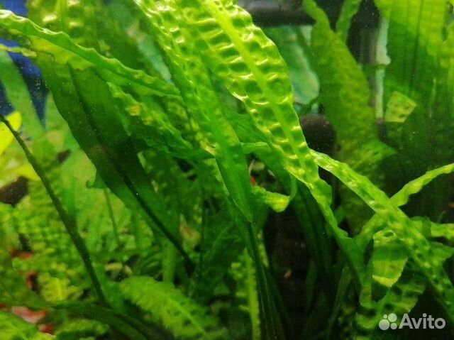 Криптокарина апоногетонолистная или обмен