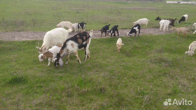50 англо- нубийцы козлята