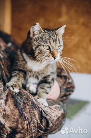 Кошка