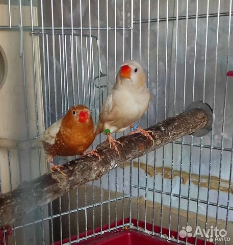 Зебровые амадины