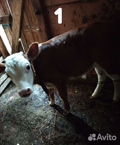 Телята бычки домашние