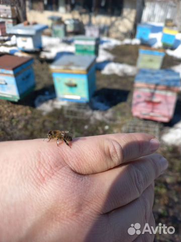 Пчелопакеты бакфаст