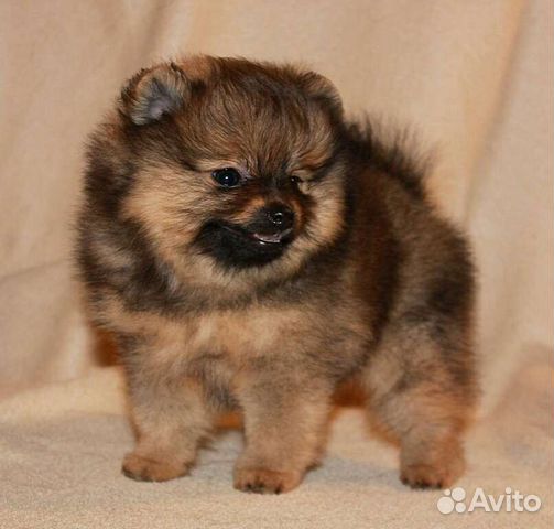 Щеночки шпица медвежьего типа