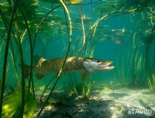 Форель, Сом, Щука, карп, толстолобик