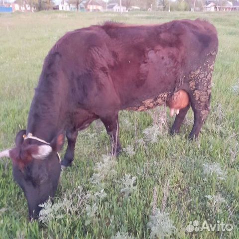 Корова стельная дойная