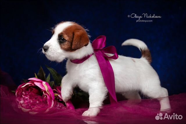 Щенок Джек Рассел Терьера мс Цент