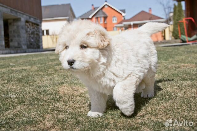 Щенок (девочка, 2 месяца) в добрые руки