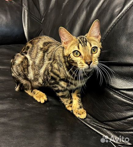 Бенгальская экзотическая девочка с док-ми