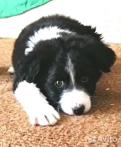 Щенуля в добрые руки