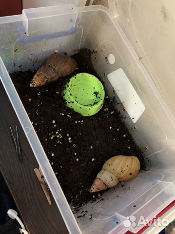 Улитки ахатины