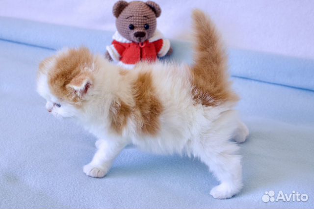 Прямоухий малыш хайленд страйт