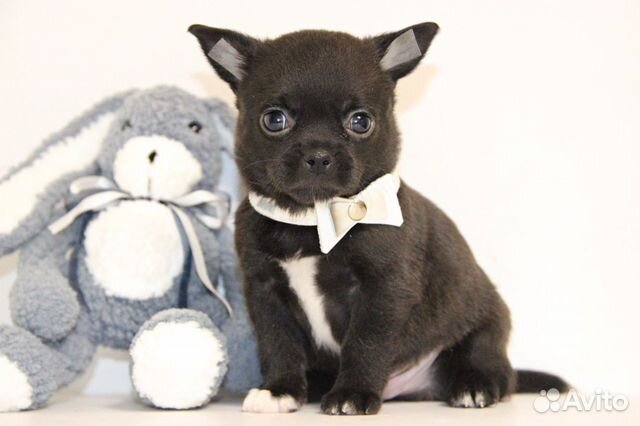 Очаровательный уголек