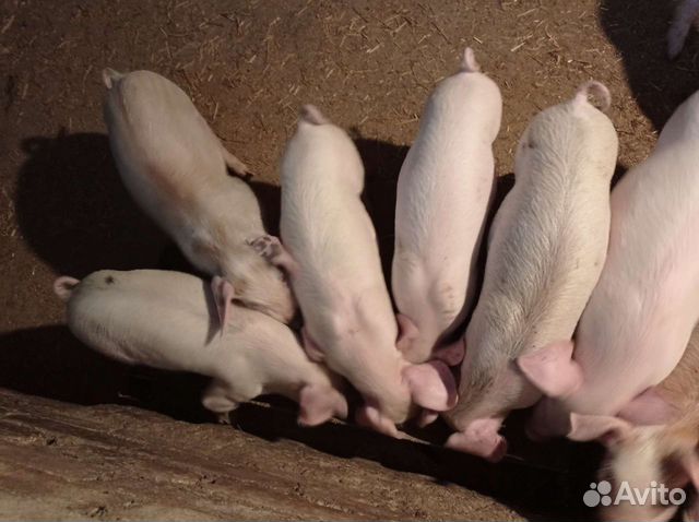 Поросята