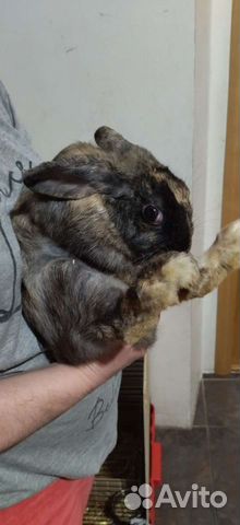 Крольчиха вислоухая карликовая