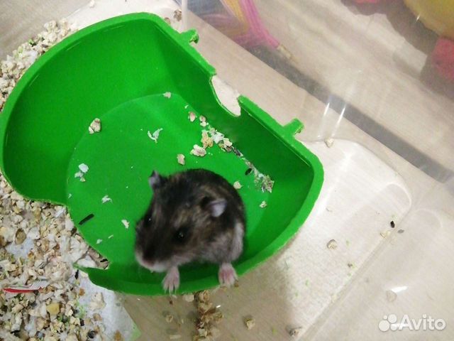Джунгарский хомяк с клеткой