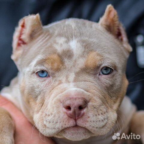 Мальчик американский булли мерль