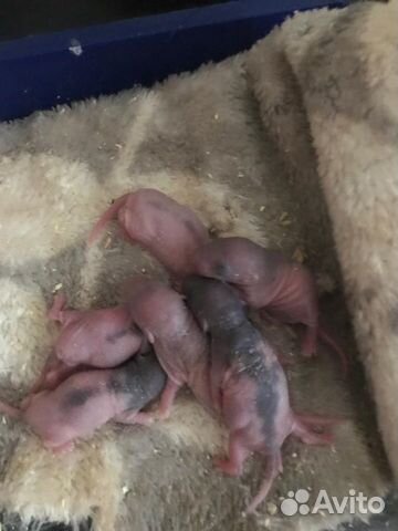 Мышка симская дамбо