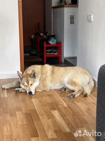 Сибирский хаски метис в добрые руки