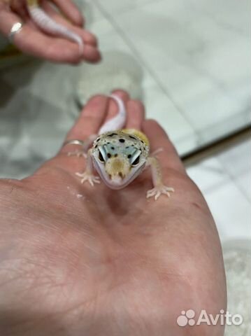 Геккон эублефар